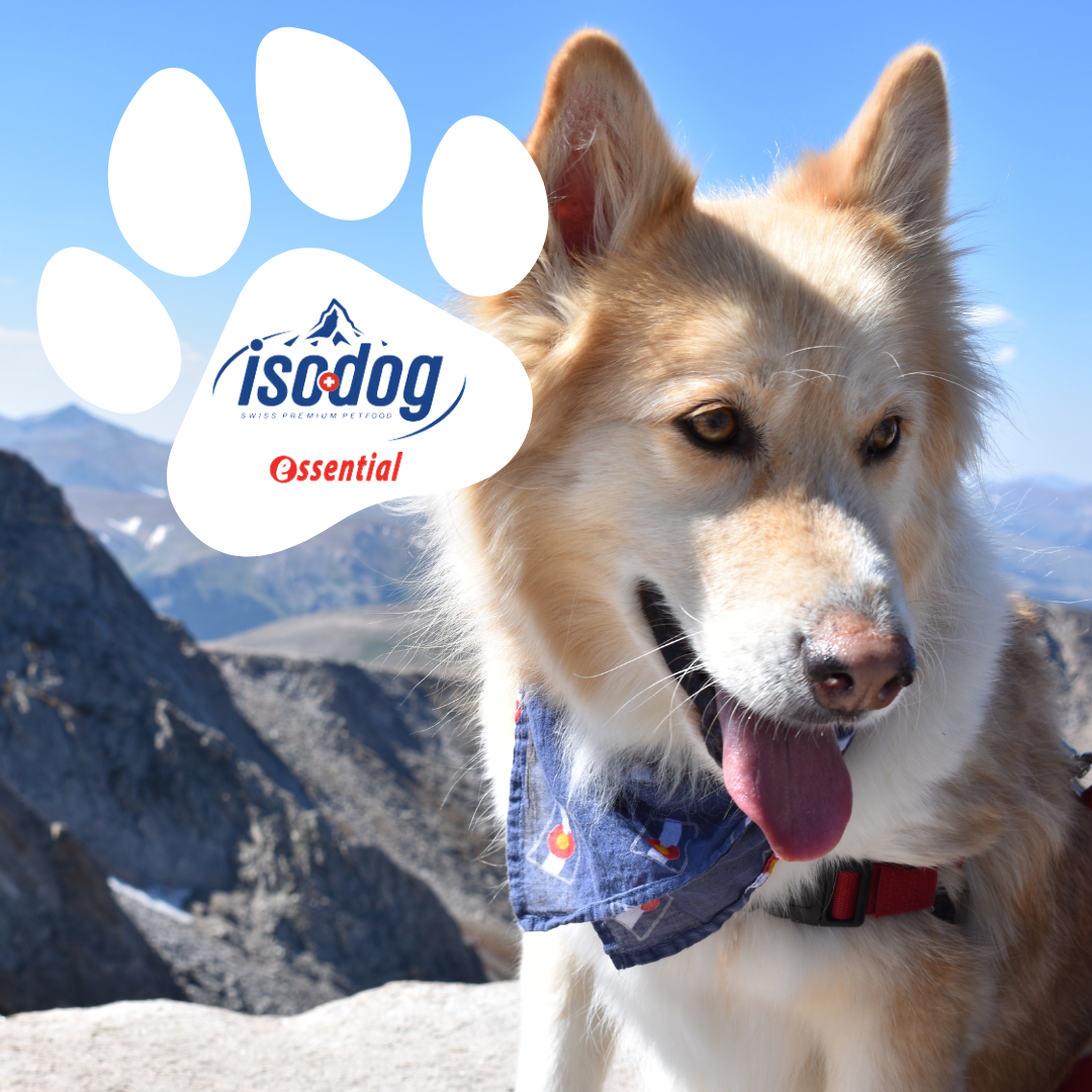 ISO Dog Essential: Špičková kvalita za dostupnou cenu pro vašeho psa ...