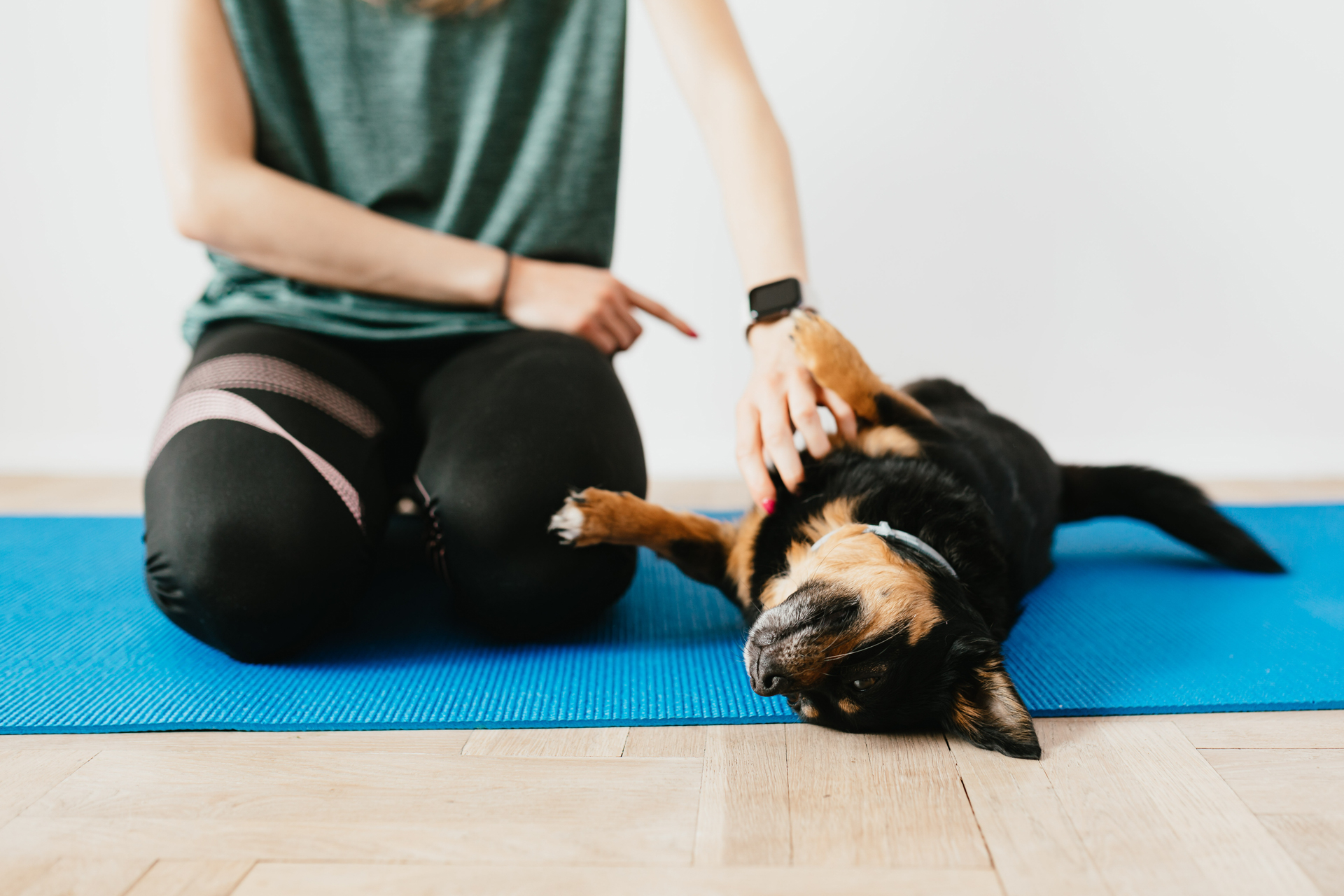 Co je to dog fitness? - Petlando
